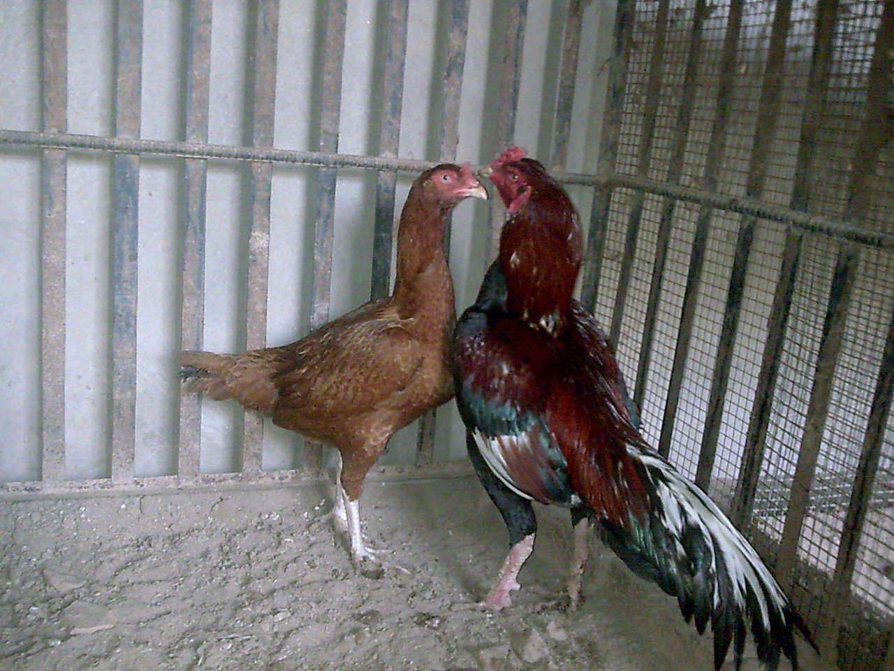 KING GHAZI: Indian Asil