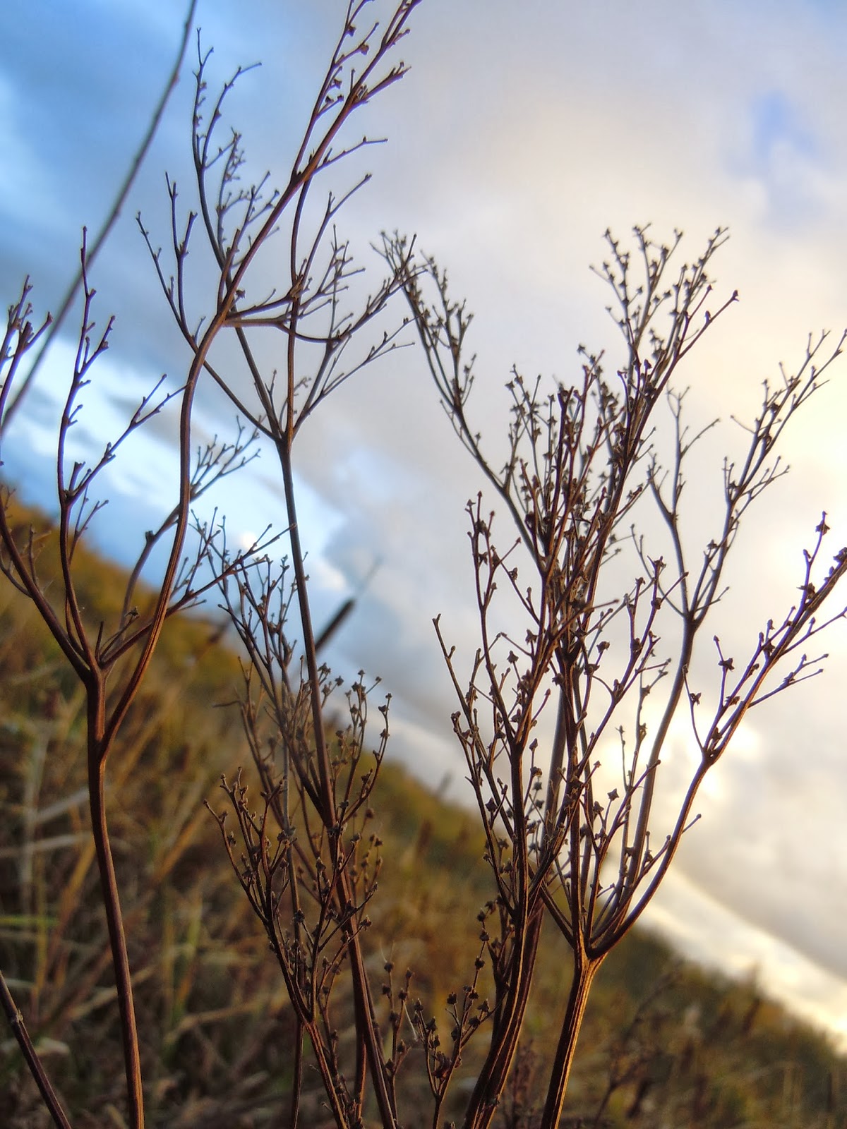 The Wetland Conservation Diary (UK): Macrophytes of the Malltraeth ...