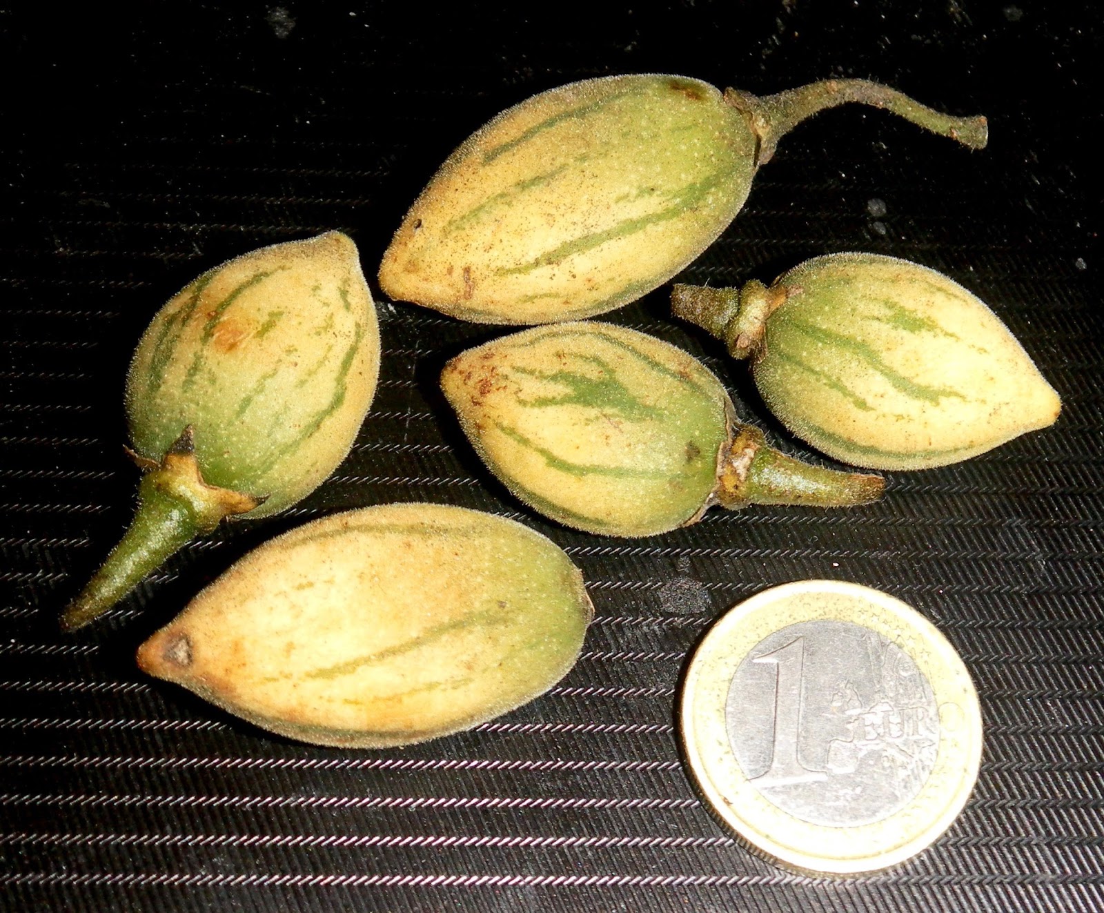 Scirpidiella's Plants: Hardy Tamarillos (Cyphomandra sp.div.)