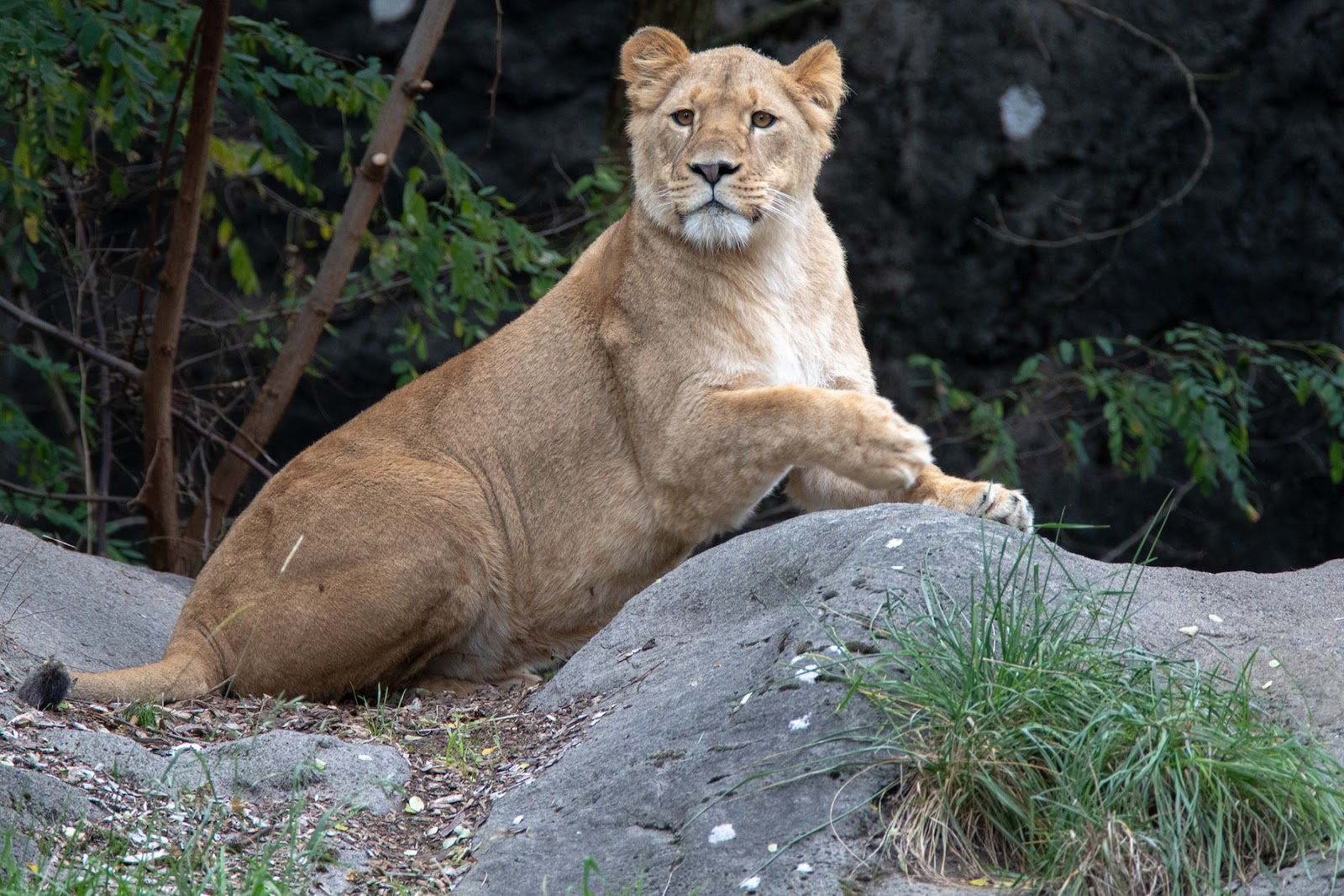 2-year-old lionesses, Kamaria and Ilanga, join Xerxes on the African ...