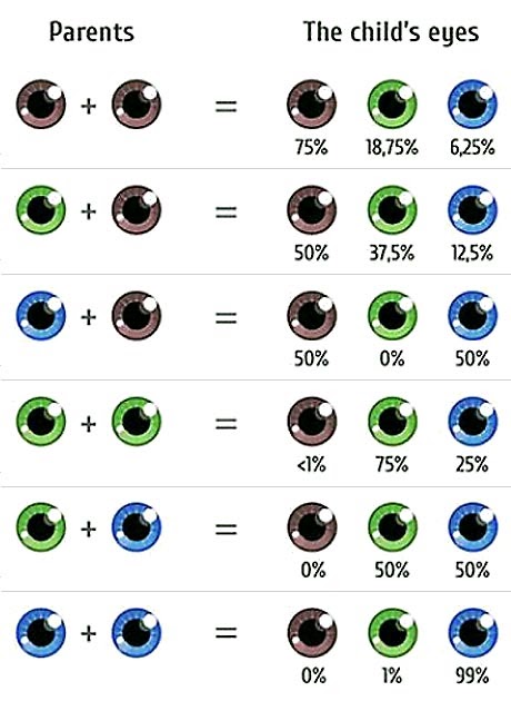 Punnett's Square: The Genetics of Eye Color