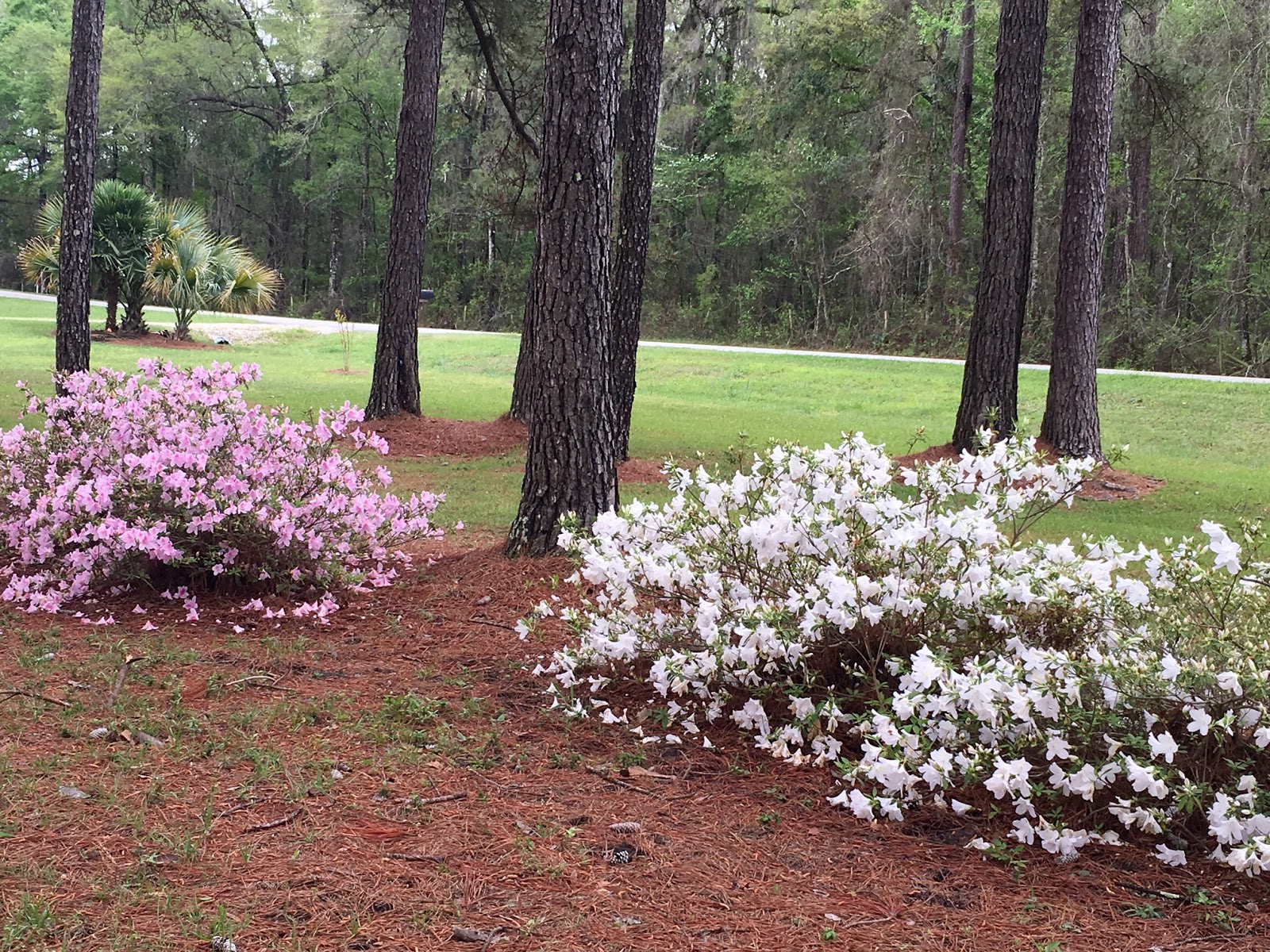 Marilyn's Florida Garden