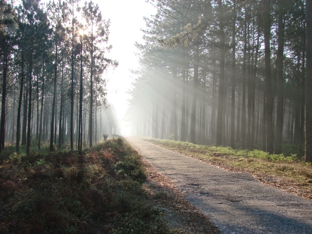 Olhai os lírios do campo: Pinhal do Rei - um poema de Afonso Lopes Vieira