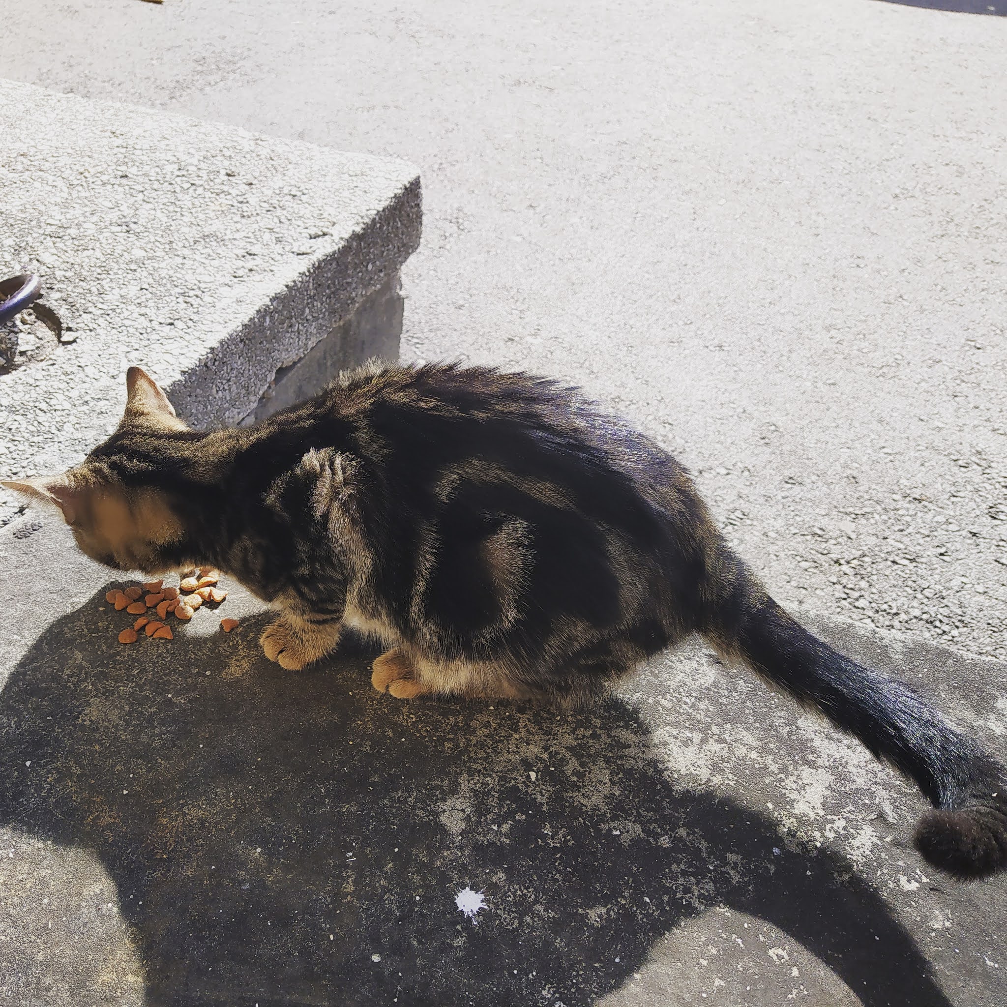 Zašto su neke mačke "tigraste", a neke ne? - Nauka govori