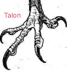 Land Birds Name Meaning & Image | Necessary Vocabulary | Birds ...