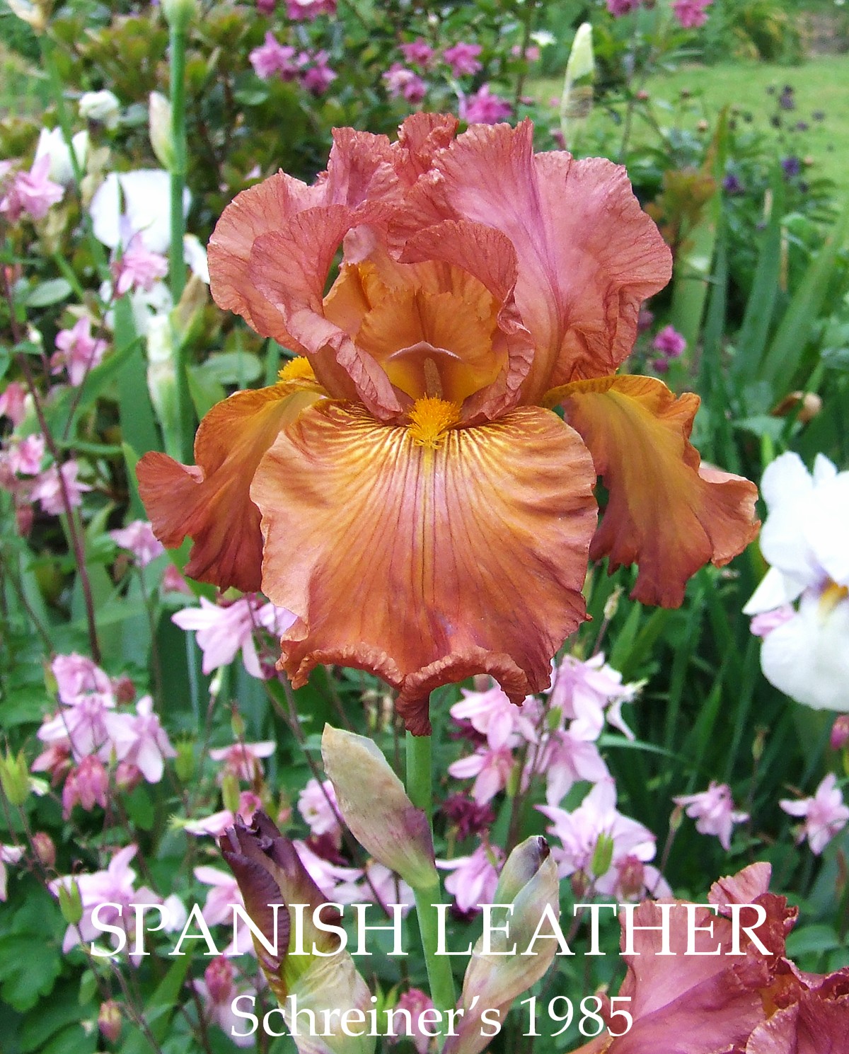 Tall Bearded Iris SPANISH LEATHER ~ HERITAGE IRISES