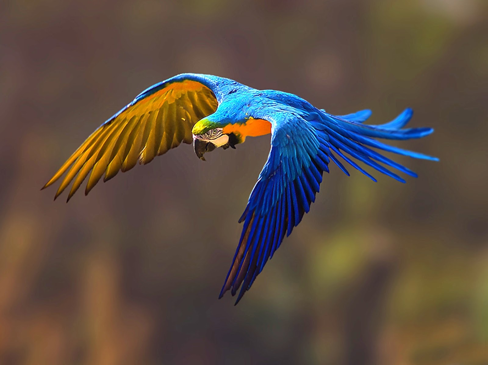 ARARA AZUL | Saúde Animal