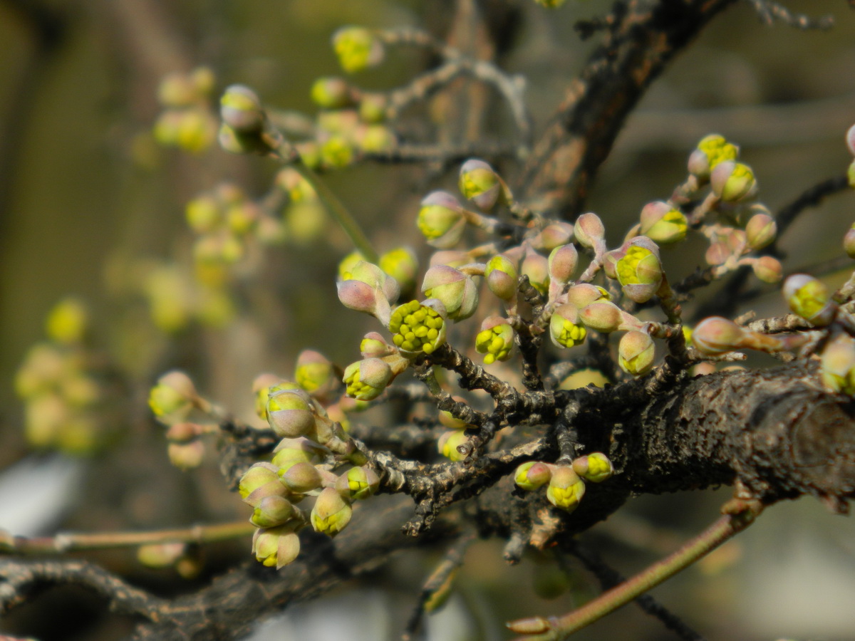 LA MULTI ANI, ROMANIA!: Primii muguri florali