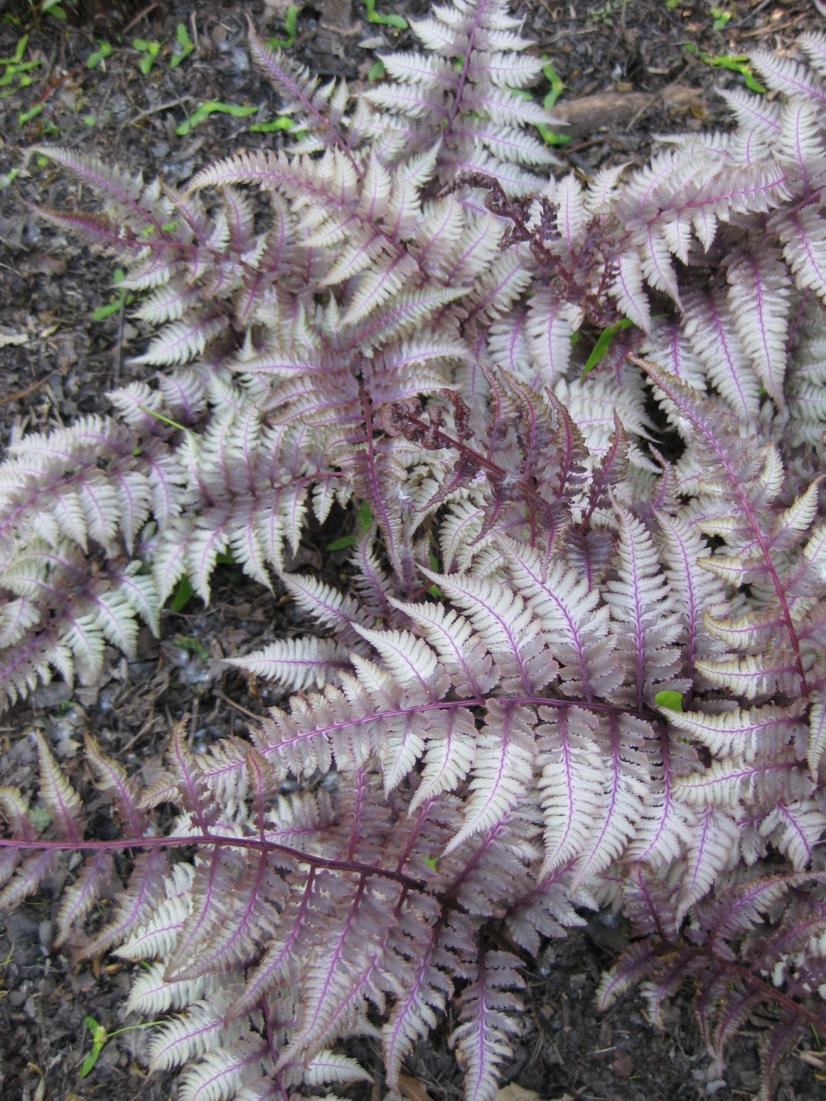Rotary Botanical Gardens - Hort Blog: Fun Ferns (Starting With The ...