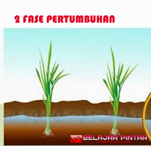 2 Fase pertumbuhan tanam padi - Belajar Pintar