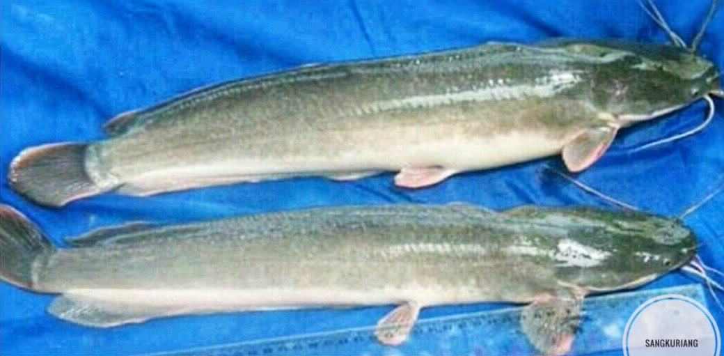 PERBEDAAN JENIS-JENIS LELE UNGGUL | PETANI MUDA