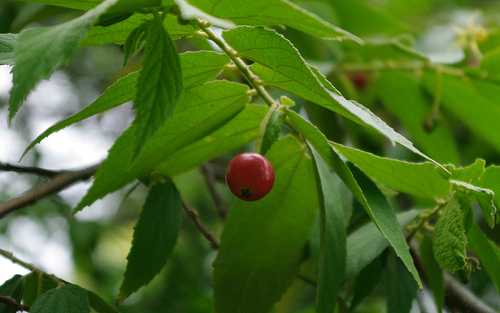 Wanted: Aratiles! | Tummy Journey