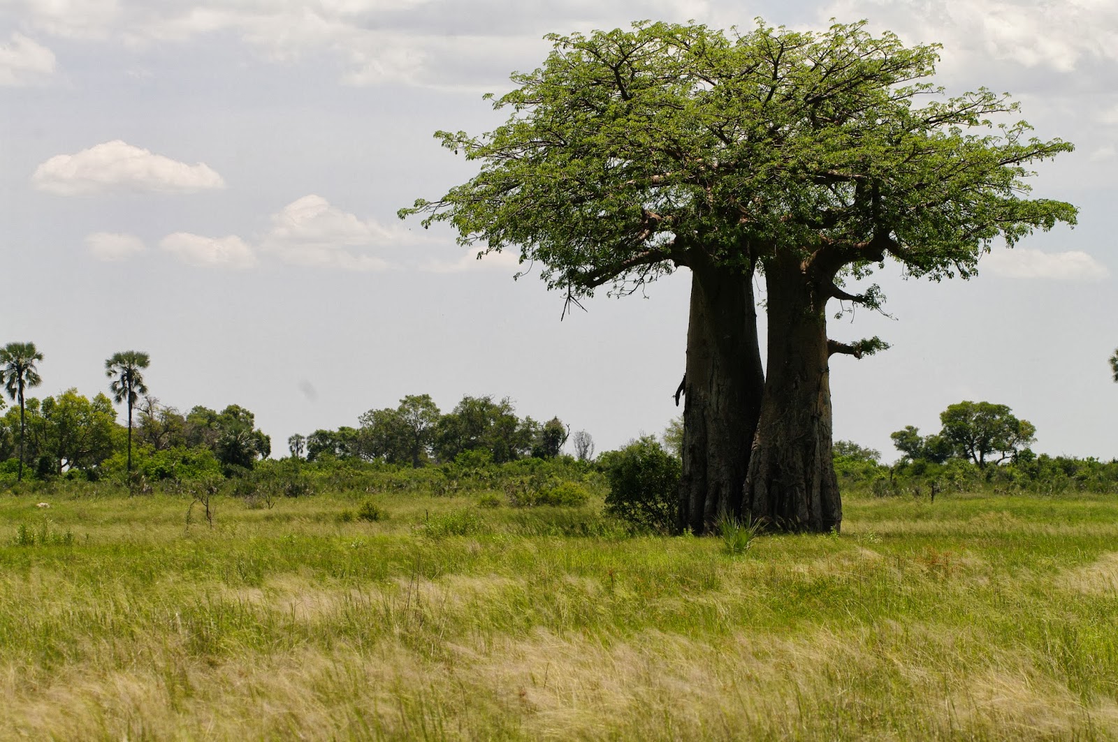 The Southern Africa Adventure: Day 15 to16 Maun – Okavango Delta