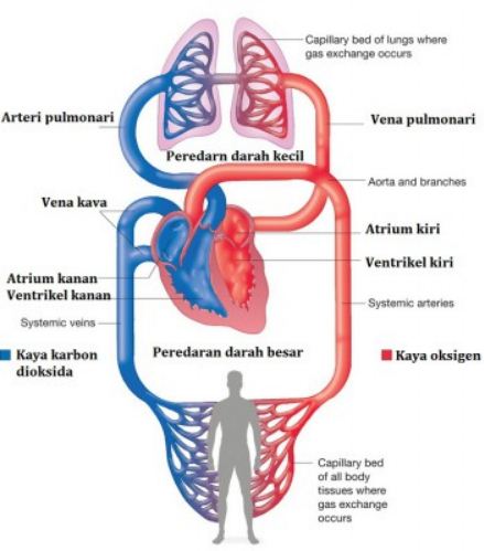 Manakah pernyataan yang paling benar berkaitan dengan vena pulmonalis?