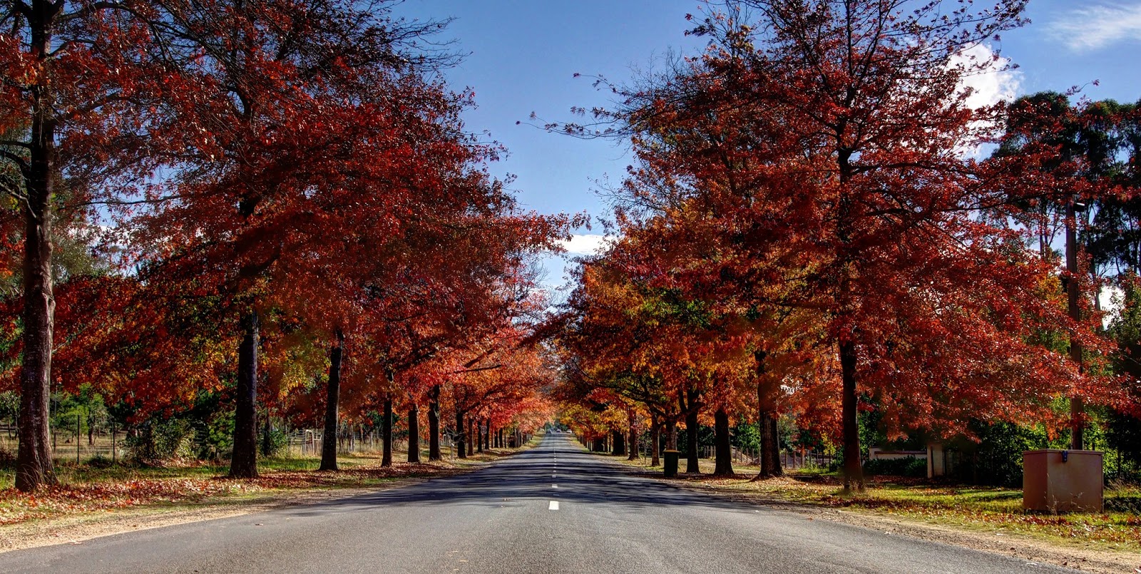 Joel Bramley Photography: Autumn in Mount Macedon