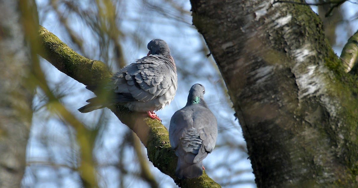 Jozef van der Heijden - Natuurfotografie: De Holenduif (Columba oenas)