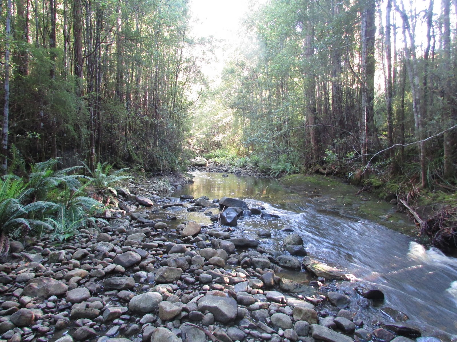 Mount Cygnet | Hiking South East Tasmania