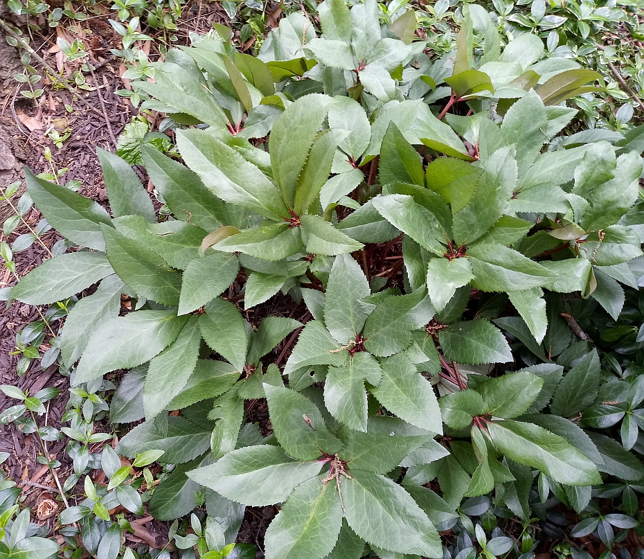 Future Plants by Randy Stewart: Helleborus