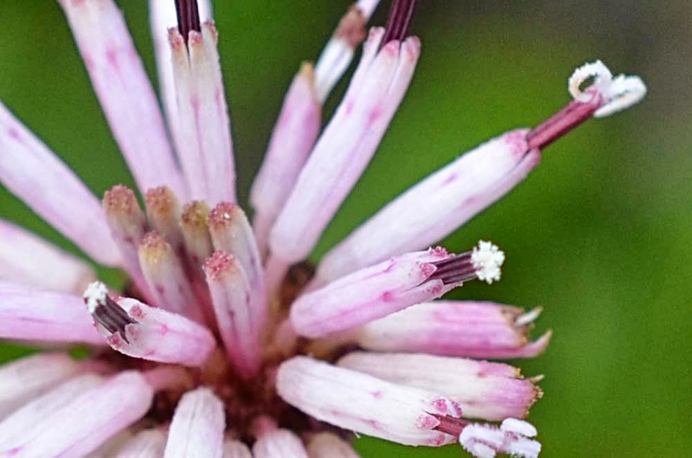 Space Coast Wildflowers: Malabar Scrub Sanctuary, October 4, 2013 ...