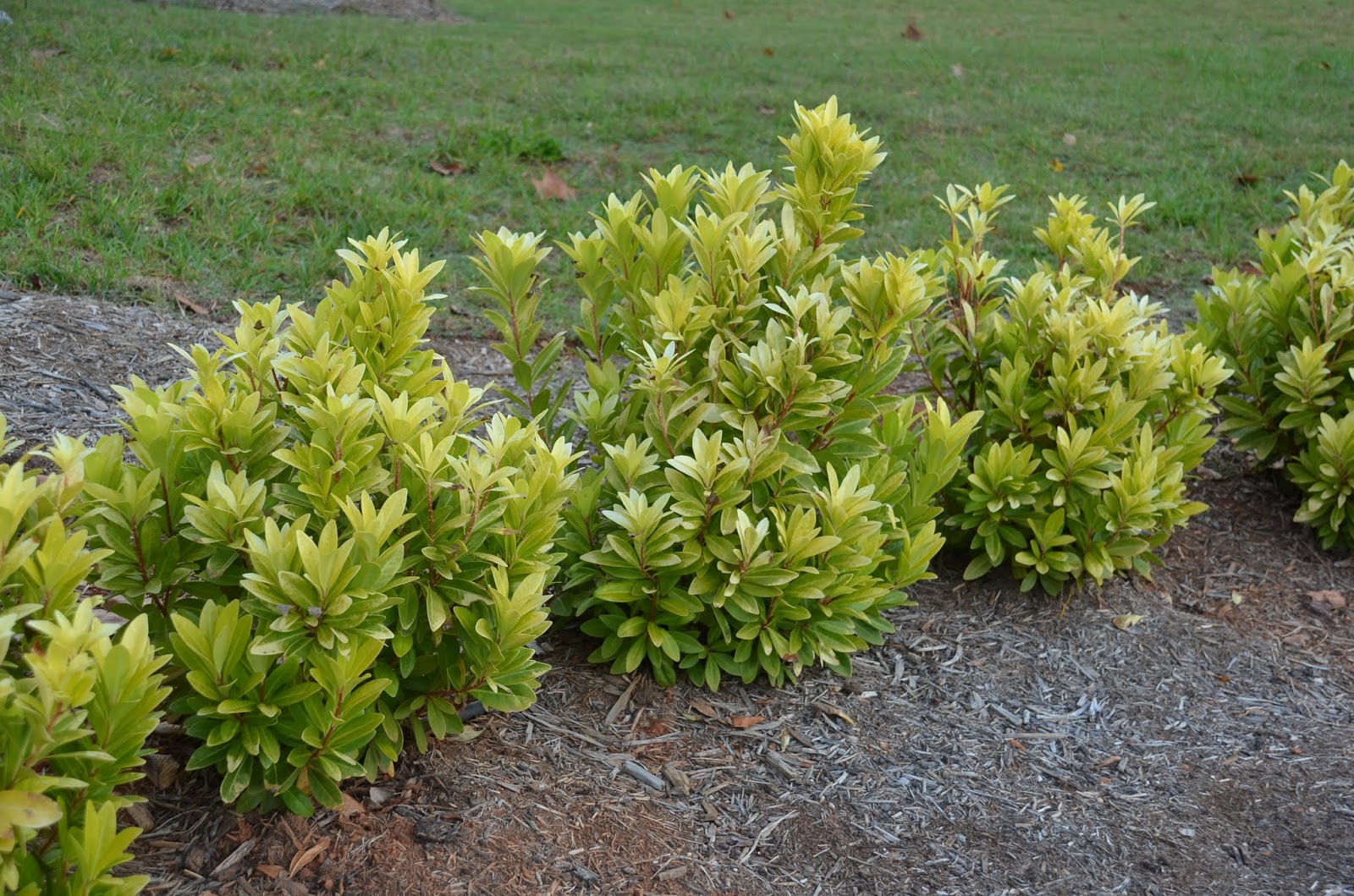 What grows there?: Small Leaved Anise