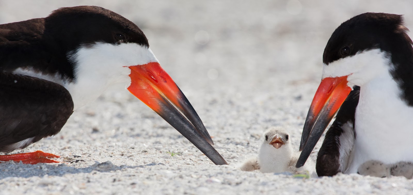Picotijera americano o rayador (Rynchops niger)