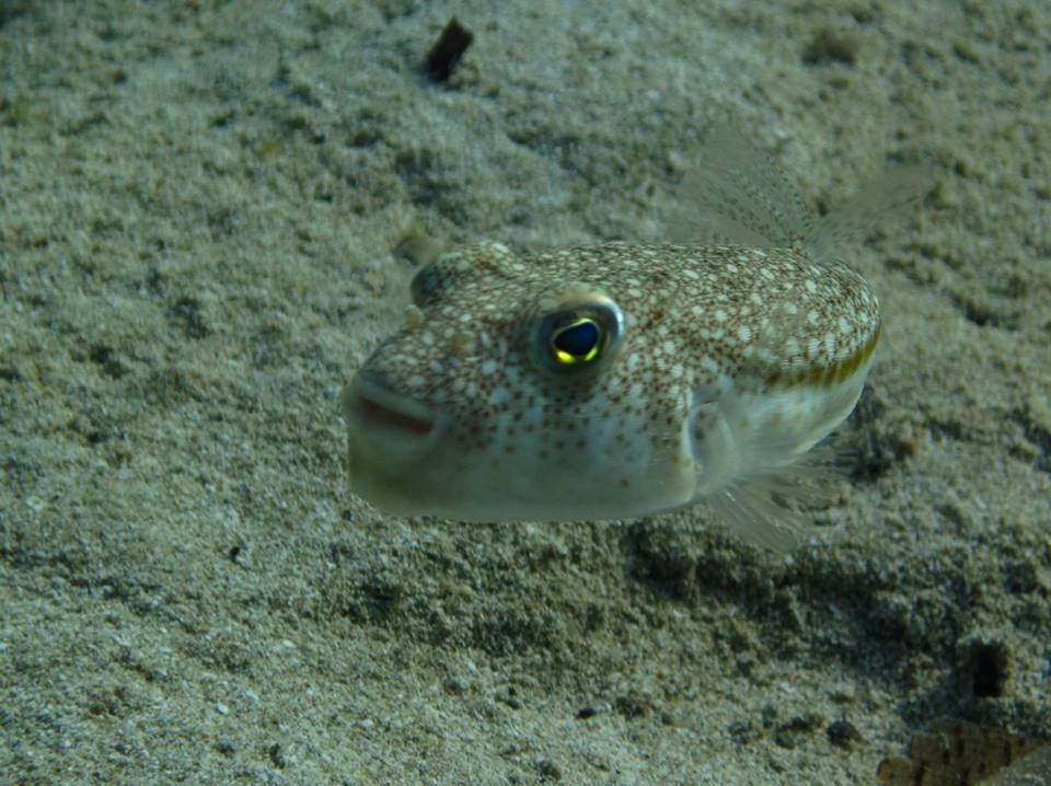 Biodiversity of Cyprus by NGO Protection of the Natural Heritage and ...