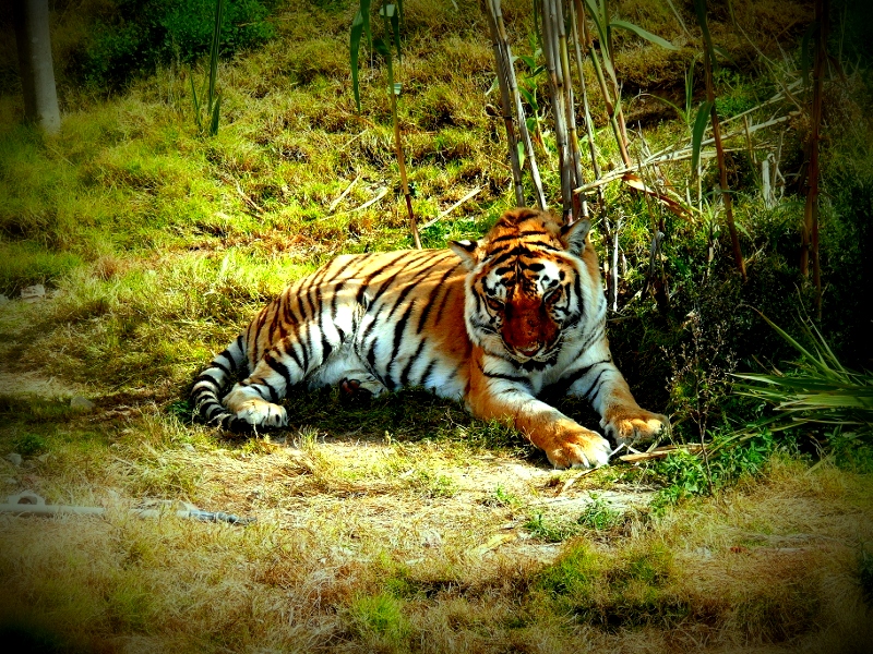 Tea Obreht "Tigro žmona", arba Kaip tigras bėgo nuo karo
