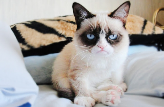 Gato Duplo: O Gato com cara de Mal-humorado (The Grumpy Cat)