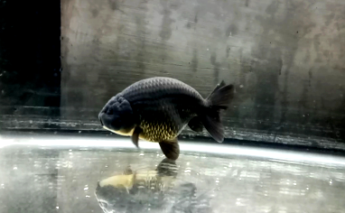 Memilih Ikan Mas Koki Ranchu yang Berkualitas - Om Ikan