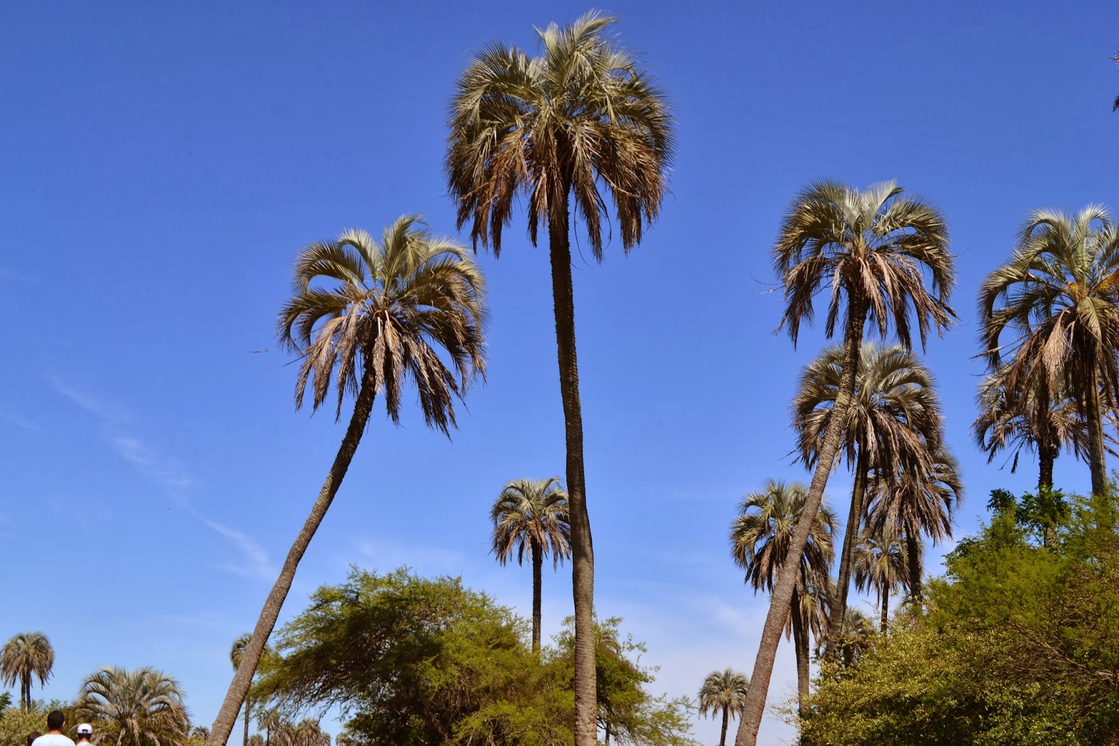 Palmar 2013: Parque Nacional "El Palmar"
