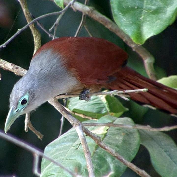 Tierra de cucos, cuclillos, críalos, turacos: Malcoha de Raffles ...
