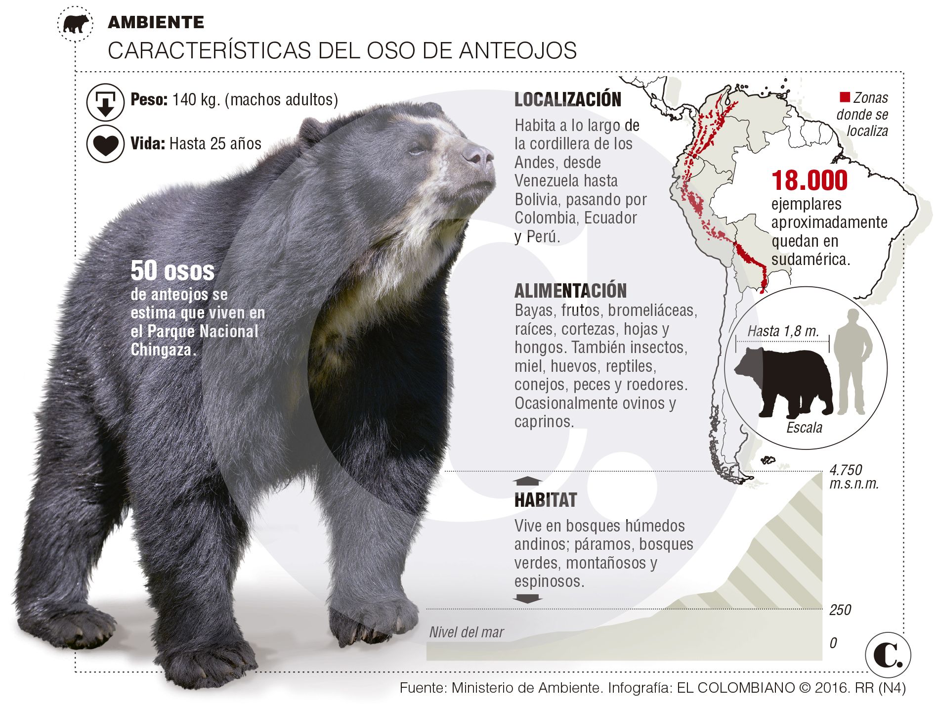 El oso de anteojos: el Rey del páramo.
