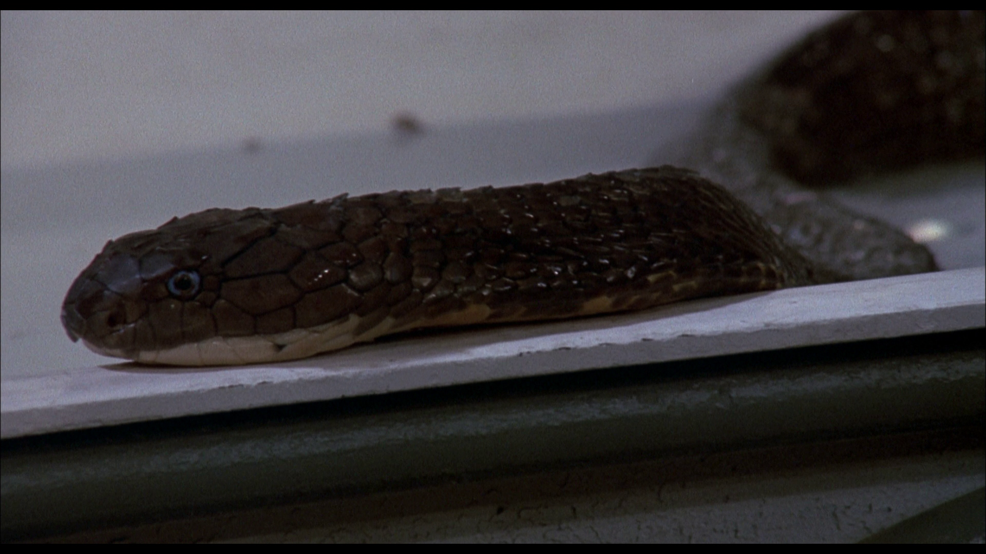 Cool Ass Cinema: Sssssss (1973) review