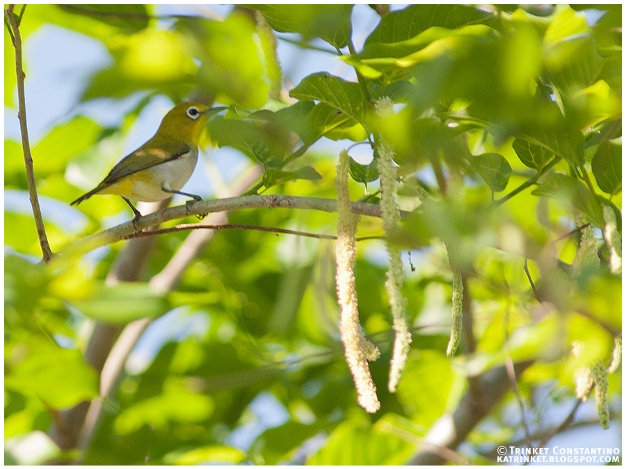 breathing space: Alukon, white-eyes and dinengdeng