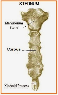 VERTEBRAE - COSTAE - STERNUM - Biology Page