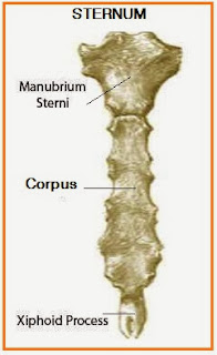 VERTEBRAE - COSTAE - STERNUM | Materi dan Soal Biologi