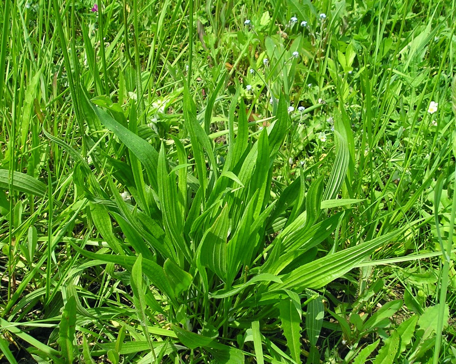 Probaj ovako!: TRPUTAC (BOKVICA) - sad je vrijeme za berbu i ...