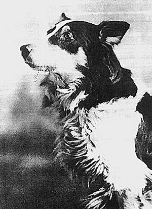 Famous Dogs in History: Jean: The First Canine Film Star in the US