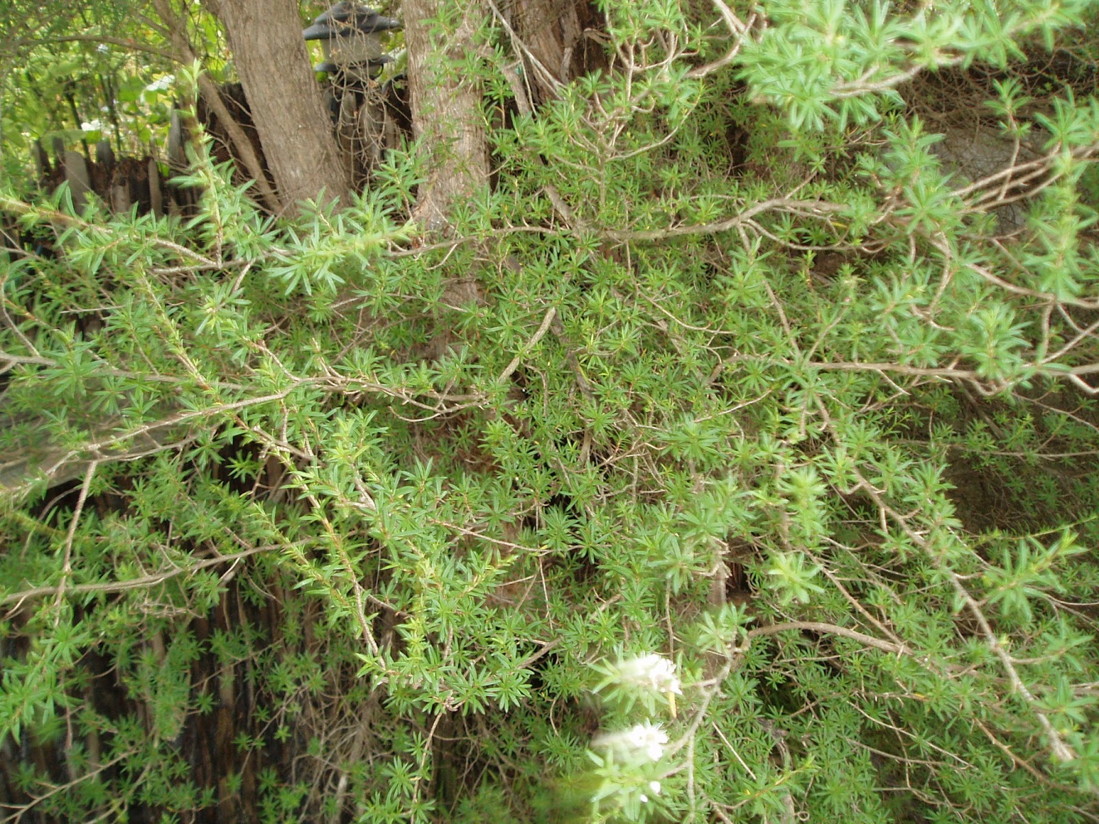 A Forager's Treasury ID gallery: Kānuka (Kunzea ericoides)