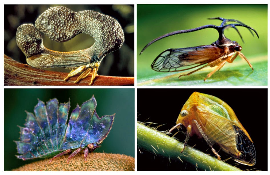 Alam Mengembang Jadi Guru: Treehopper - Serangga dengan 'Helm' yang ...