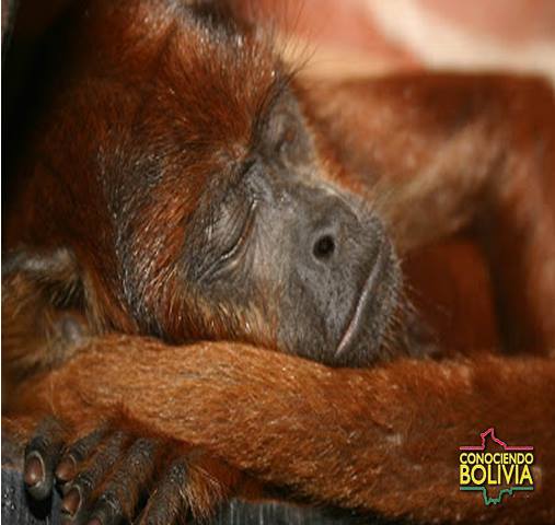 Bolivia: Animales de Bolivia MONO MANECHI