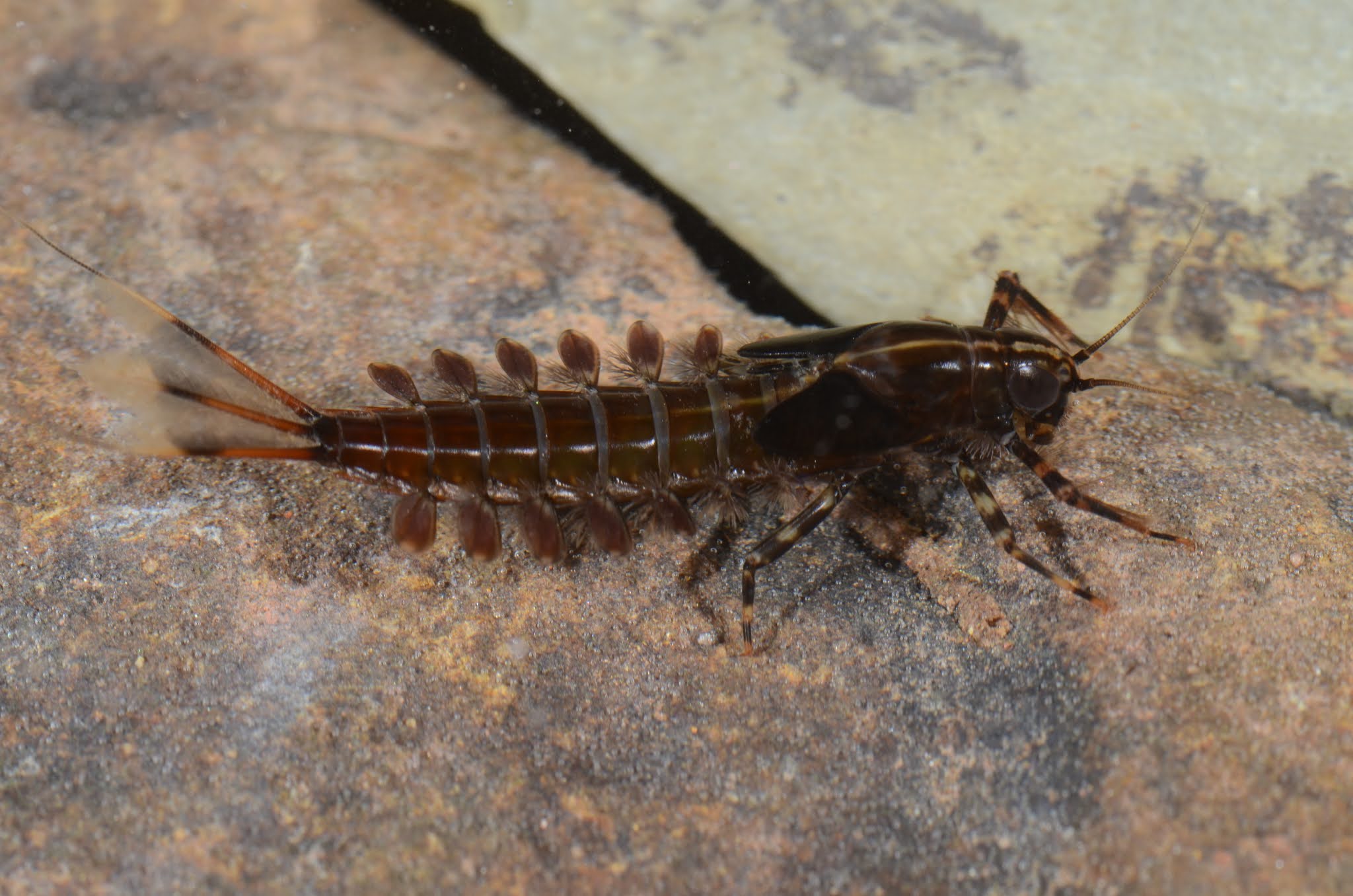 ANOTHER MAYFLY EASY ON THE EYES: SLATE DRAKES ARE BIG!! | Dave Rothrock ...