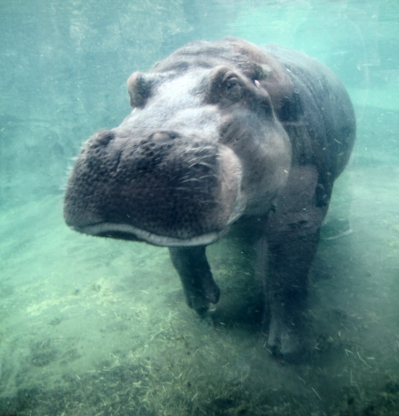 My Polar Bear Friends and Friends of Polar Bears: Remembering Henry the ...