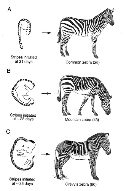 Evolution blog: Rolie Barth over zebra's en Turing modellen