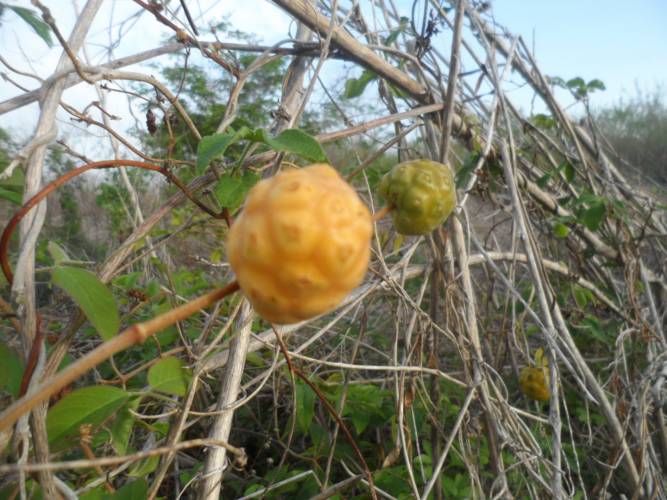 Reforestation and the Medicinal Uses of Trees -Liliana Usvat Research ...