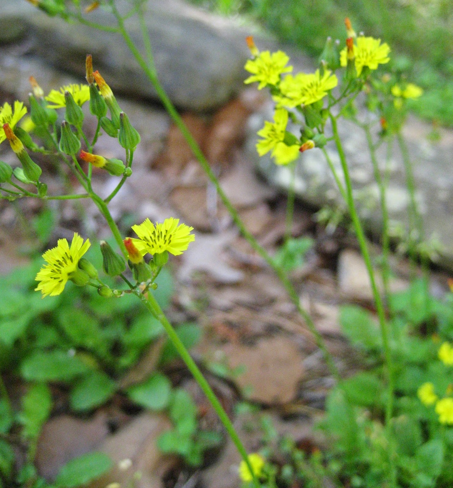 Discovering His Creation: Japanese Hawkweed (Youngia japonica)
