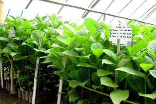 Nursery Plants: Jabon Tree ; Jabon Seedling Plant ; Anthocephalus cadamba