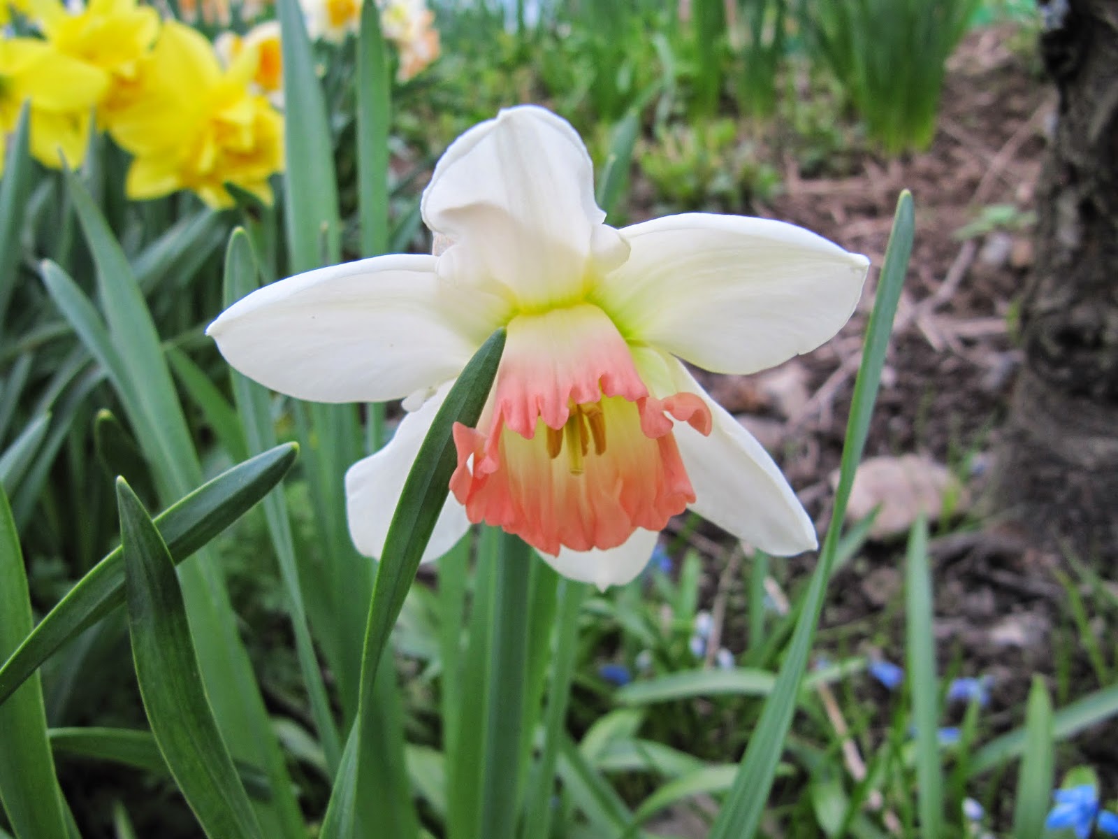 Kivipellon Saila: Vähän vielä narsisseista