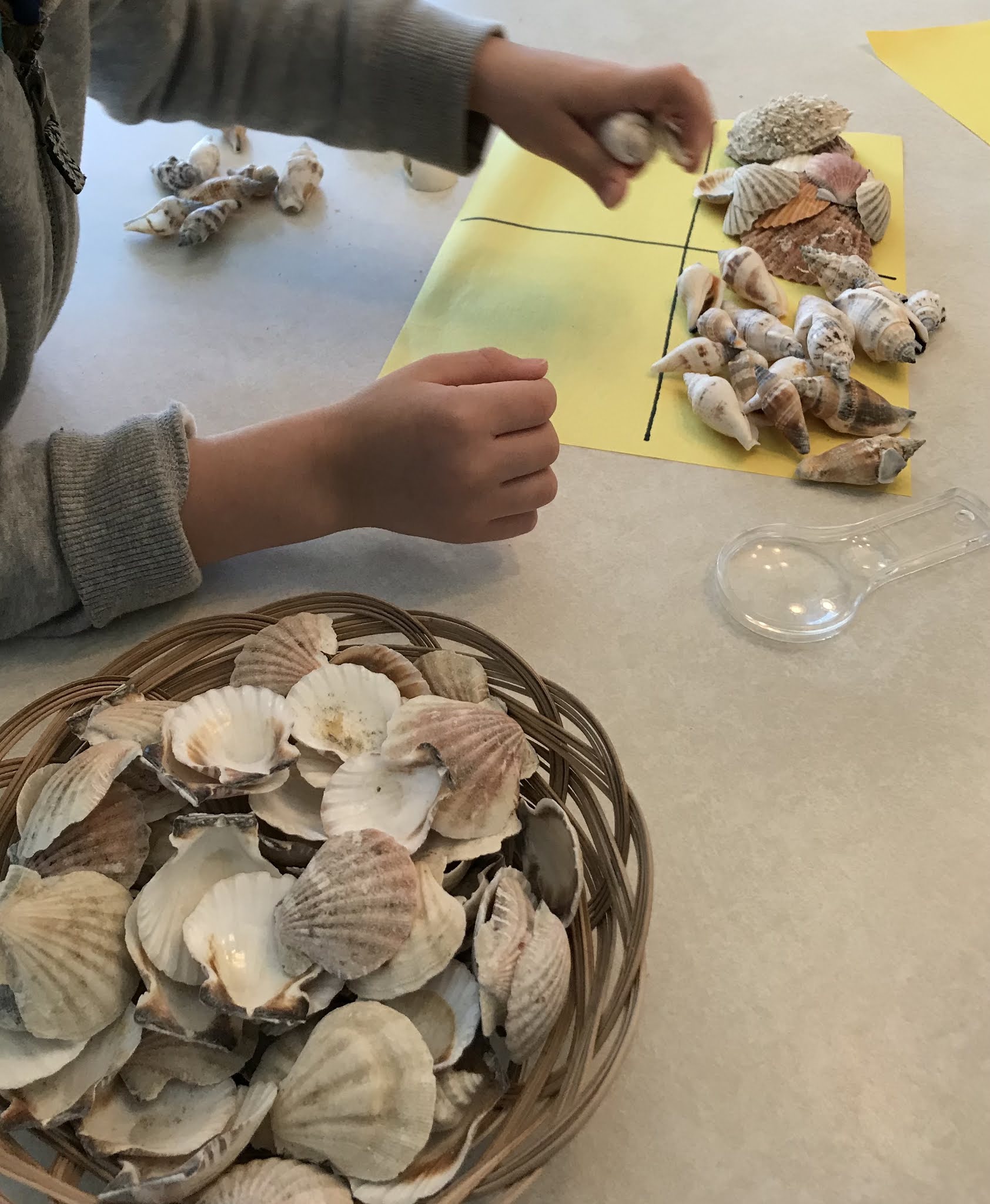 Make Early Learning Fun!: Learning with Collections: Seashells