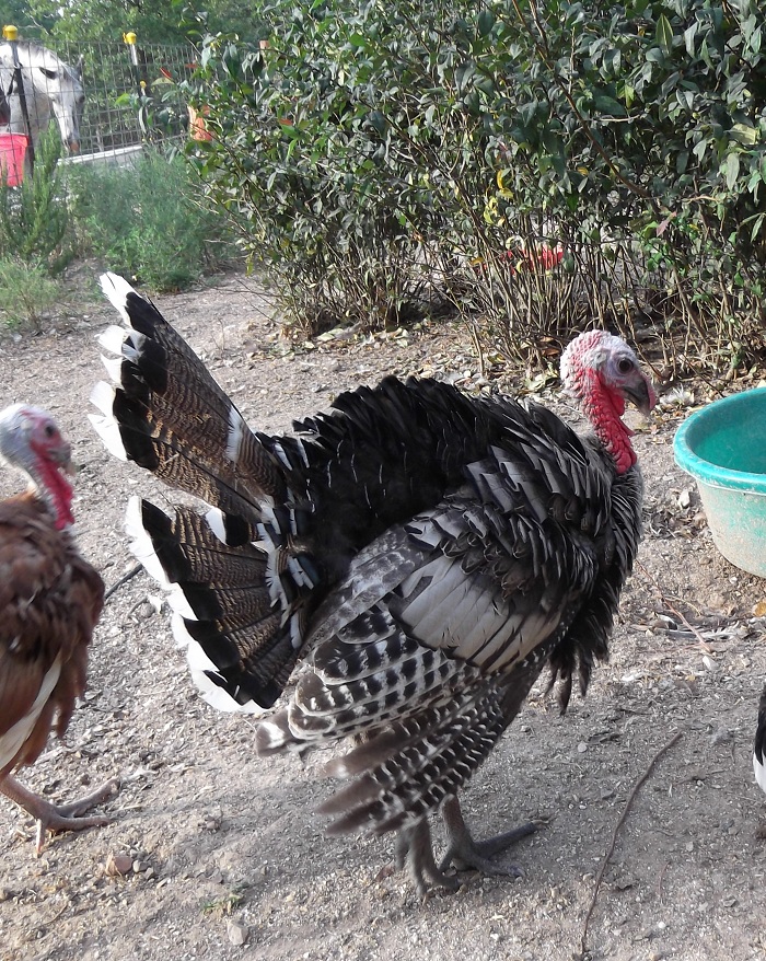 Ruthlynn's World: Turkey Dancing